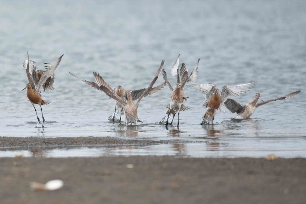 Adak Island: Spring in the Aleutian Islands - Wilderness Birding Adventures