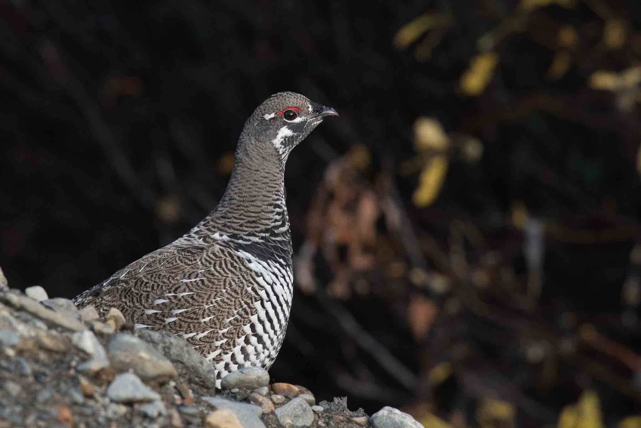 Home - Wilderness Birding Adventures