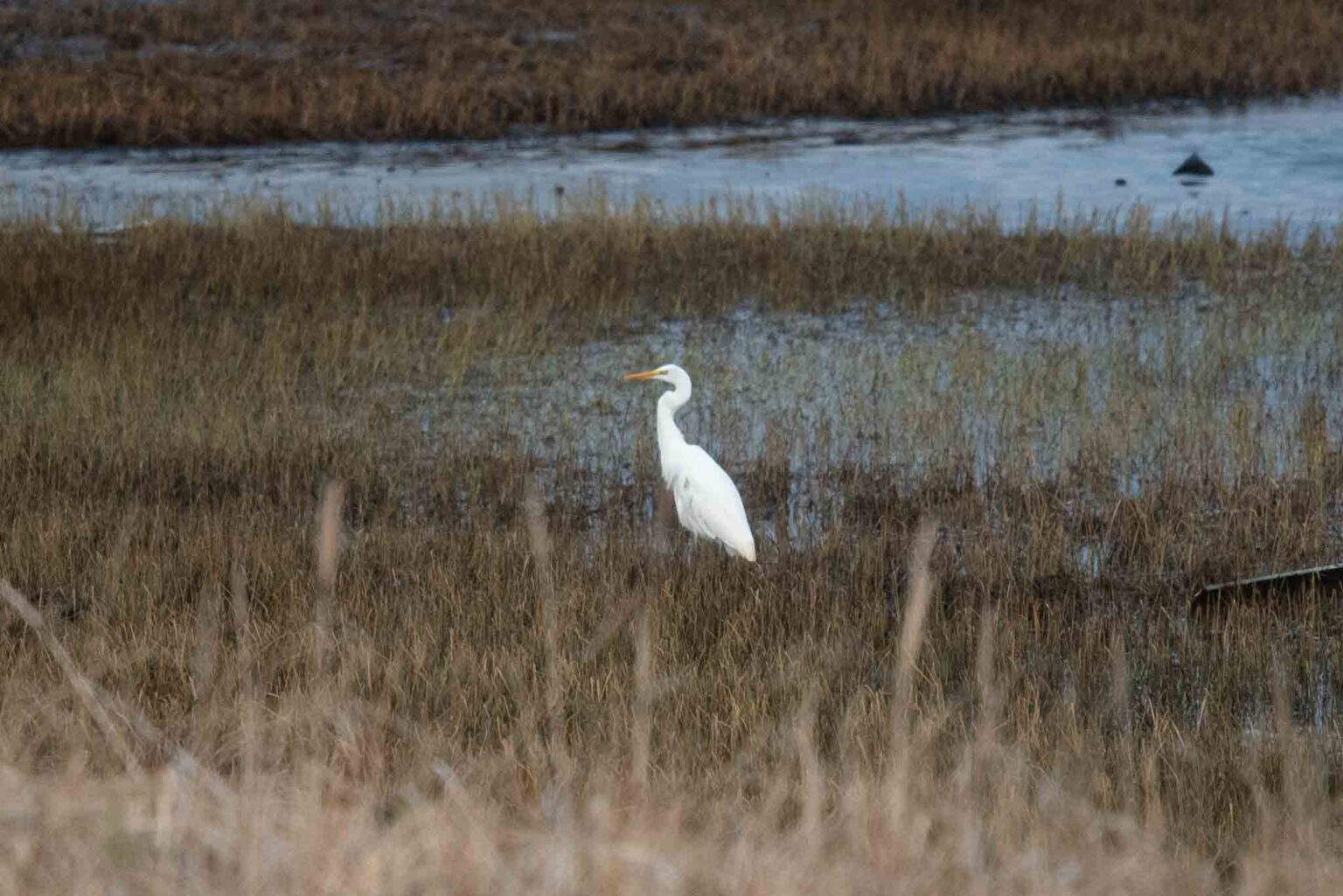 A Rarity Extravaganza at Adak Island! - Wilderness Birding Adventures